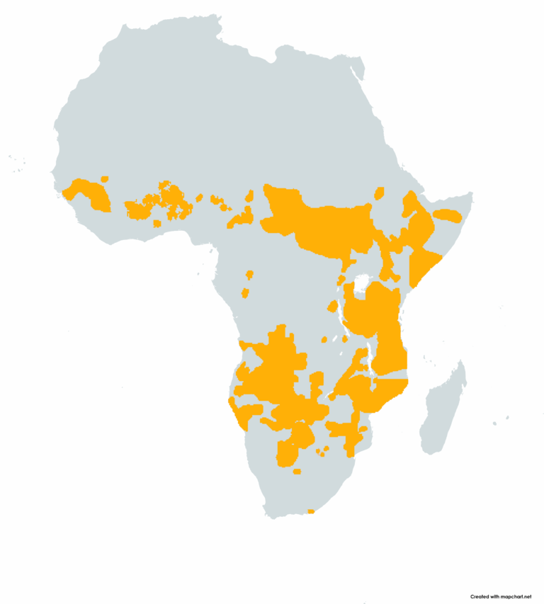 African Lion Information Page - AnimalAtlas