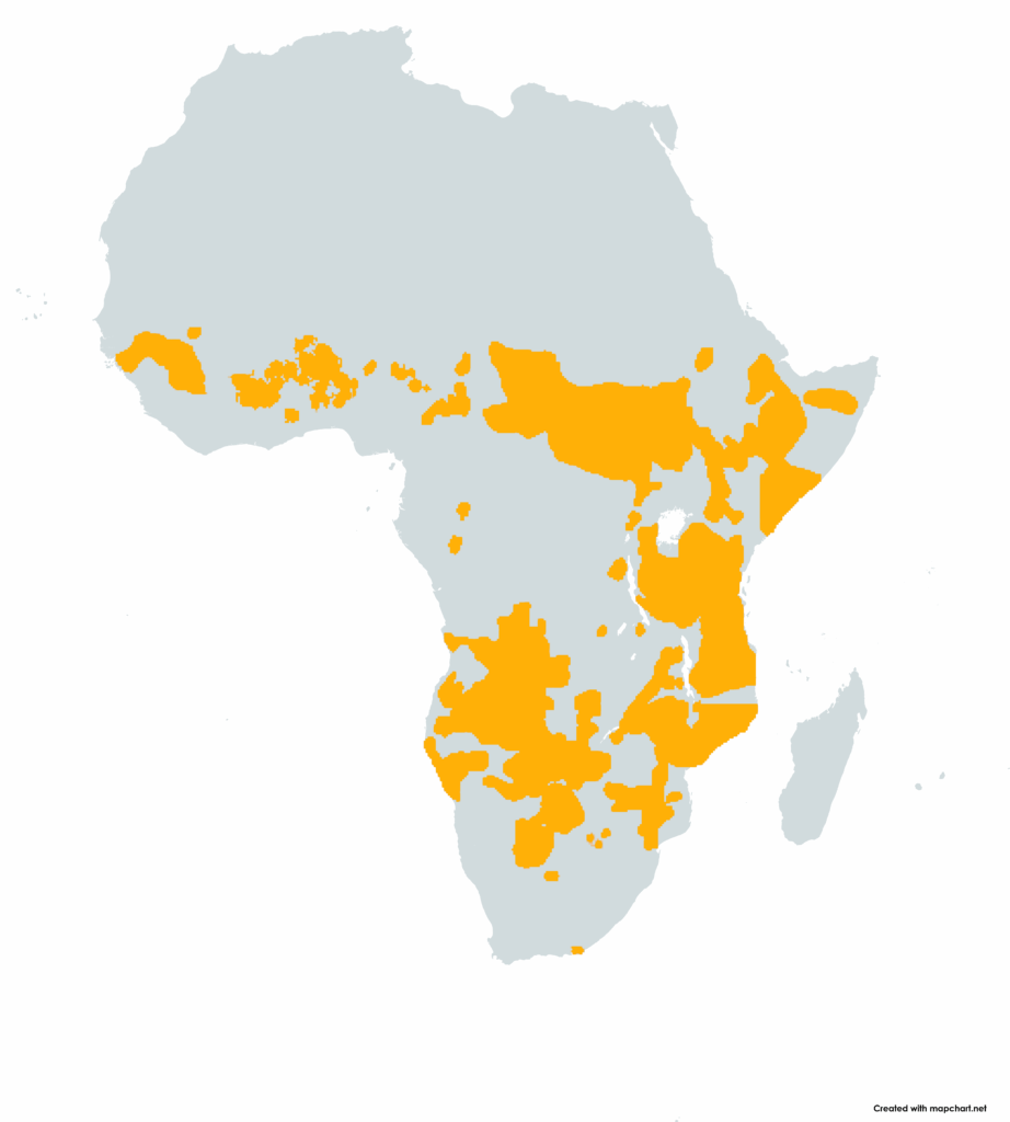 African Lion Information Page - AnimalAtlas